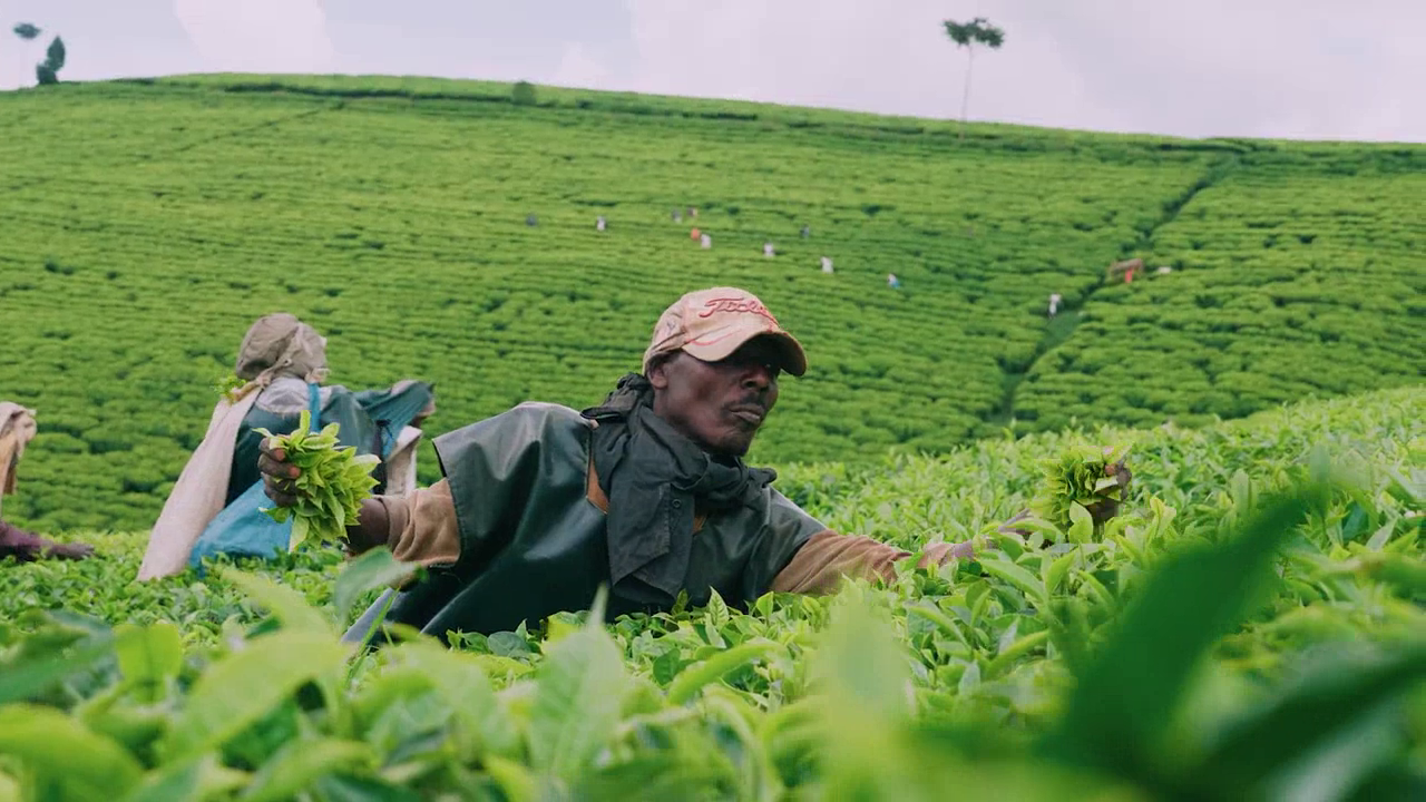 5 Days Best of Burundi Tour - Gorilla Trekking and Tours