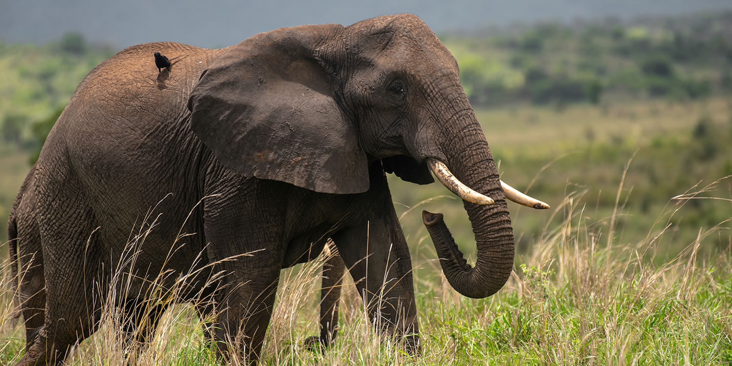 Explore Uganda - Gorilla Trekking and Tours